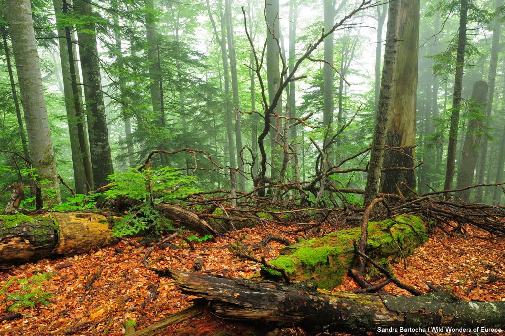 First map of the last primary forests in Europe released in Germany